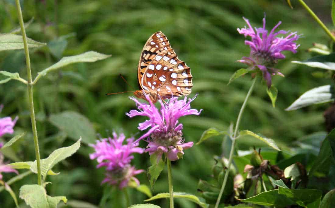 Three Native Perennial Flowers for American Butterfly Gardens - Home ...