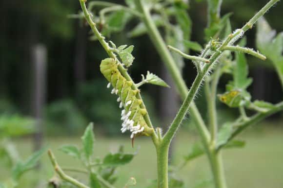 Biological Control For Tomato Hornworm Parasitic Wasps Home Garden Joy
