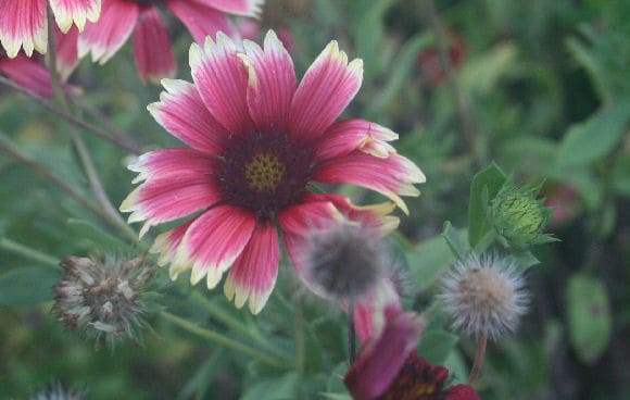 Saving Seeds - Home Garden Joy