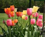 How Long Do Tulips Last? - Home Garden Joy