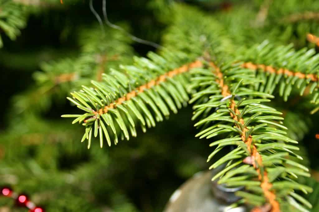 Selection, Care and Planting of a Living Christmas Tree - Home Garden Joy