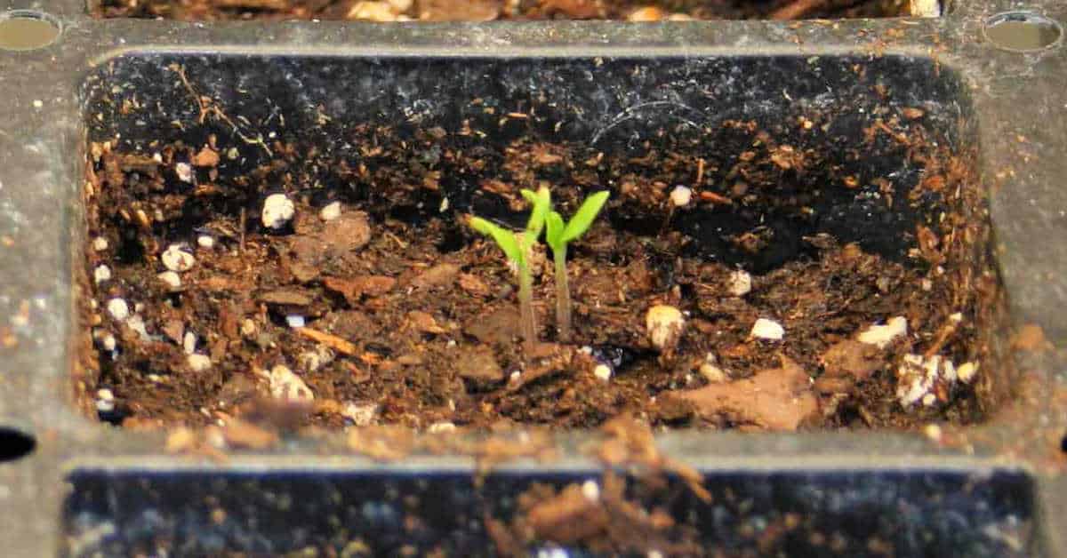 What To Do With Old Garden Seeds at Donna Cody blog
