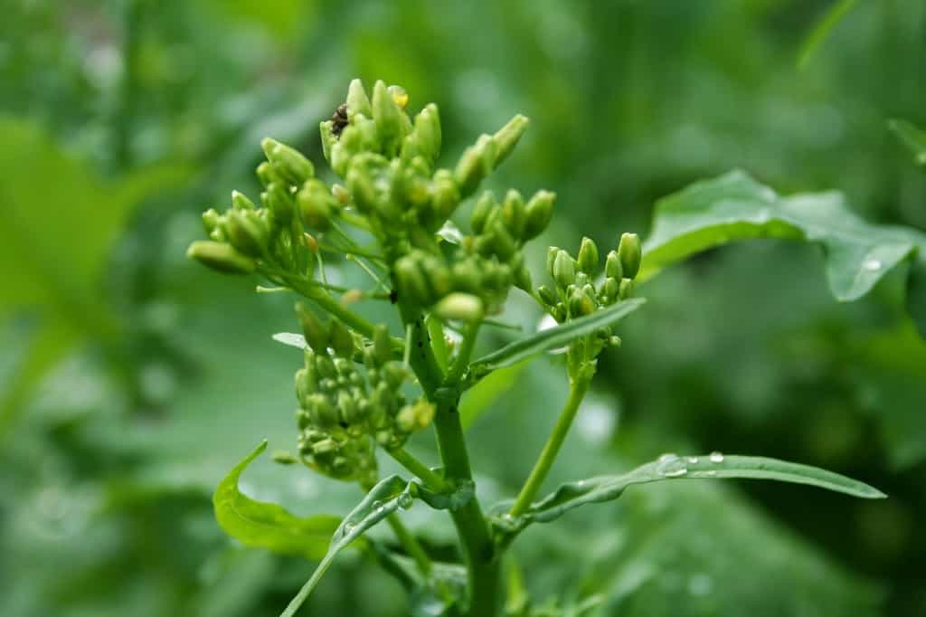 What Is Rapini (Broccoli Rabe?) - Home Garden Joy