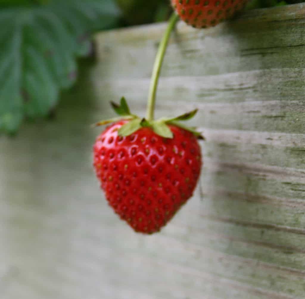 Strawberries in the Home Garden