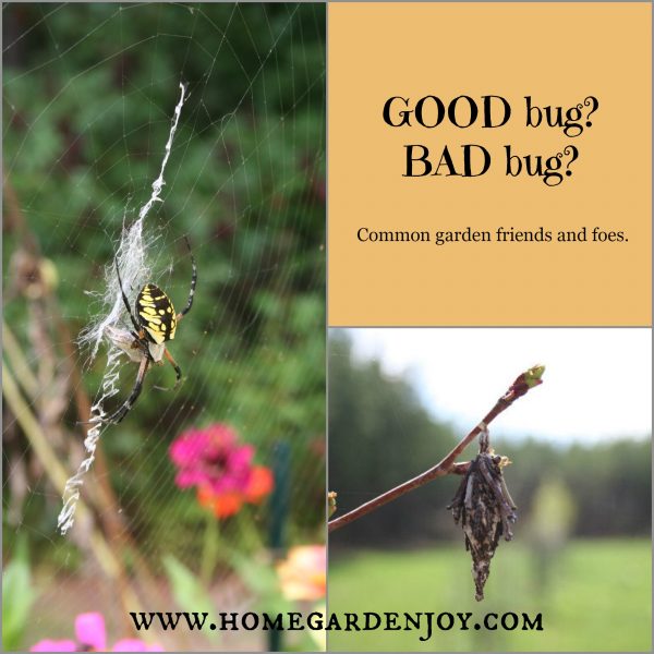 Good Bug or Bad Bug in the Garden