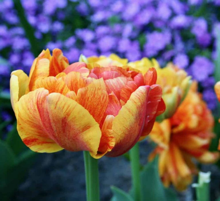 10 AMAZING Expert Tips for Planting Tulips - Home Garden Joy