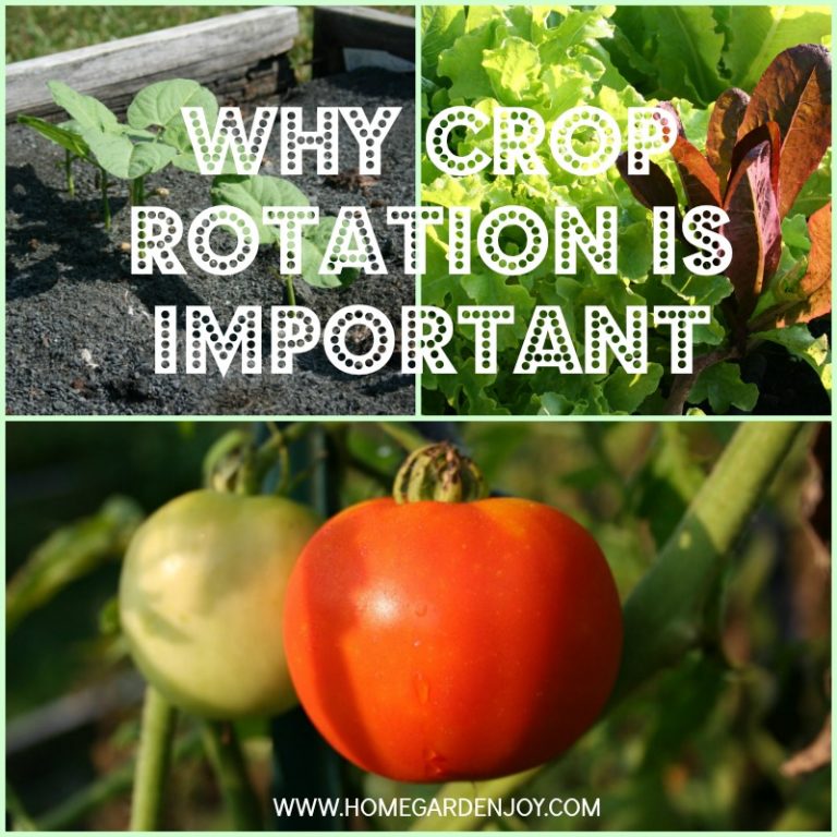 Why Crop Rotation Is Important - Home Garden Joy