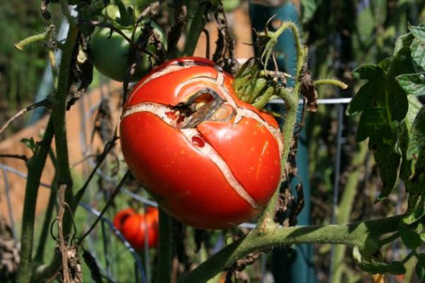 Why Are My Tomatoes Cracking? - Home Garden Joy