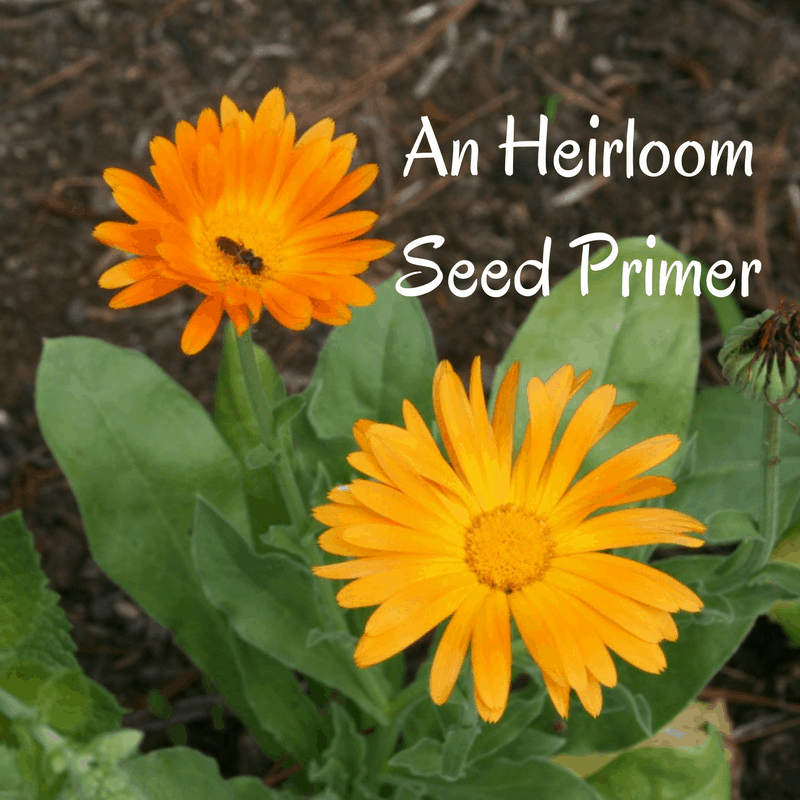 Heirloom Seeds And Plants