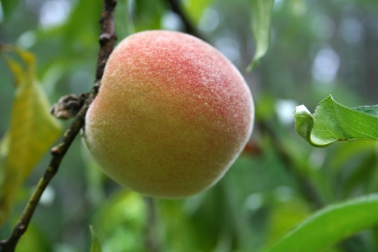 Oriental Fruit Moth in Peaches - Home Garden Joy