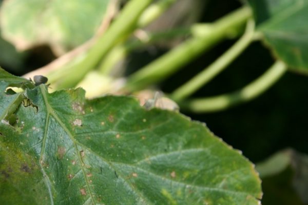 Organic Solutions to Control Squash Bugs - Home Garden Joy