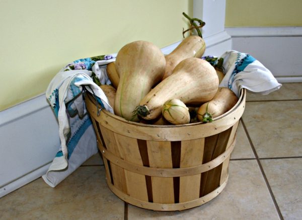 Organic Solutions to Control Squash Bugs - Home Garden Joy