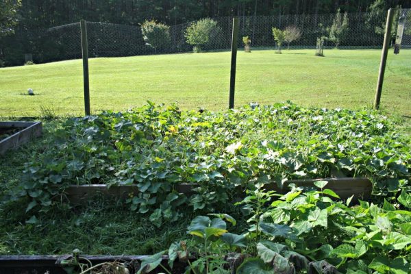 Organic Solutions to Control Squash Bugs - Home Garden Joy