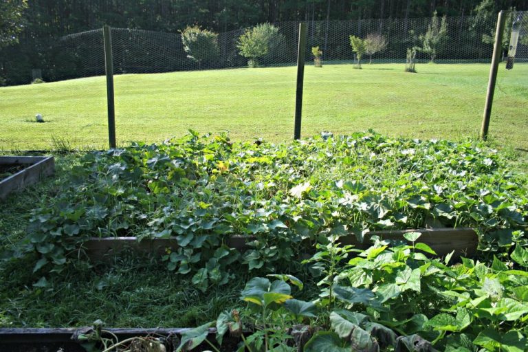 Organic Solutions to Control Squash Bugs - Home Garden Joy