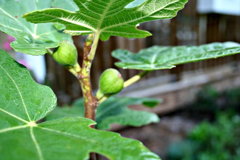 Growing Figs in My Backyard - an Update - Home Garden Joy