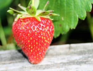 What Causes Deformed Strawberries? - Home Garden Joy