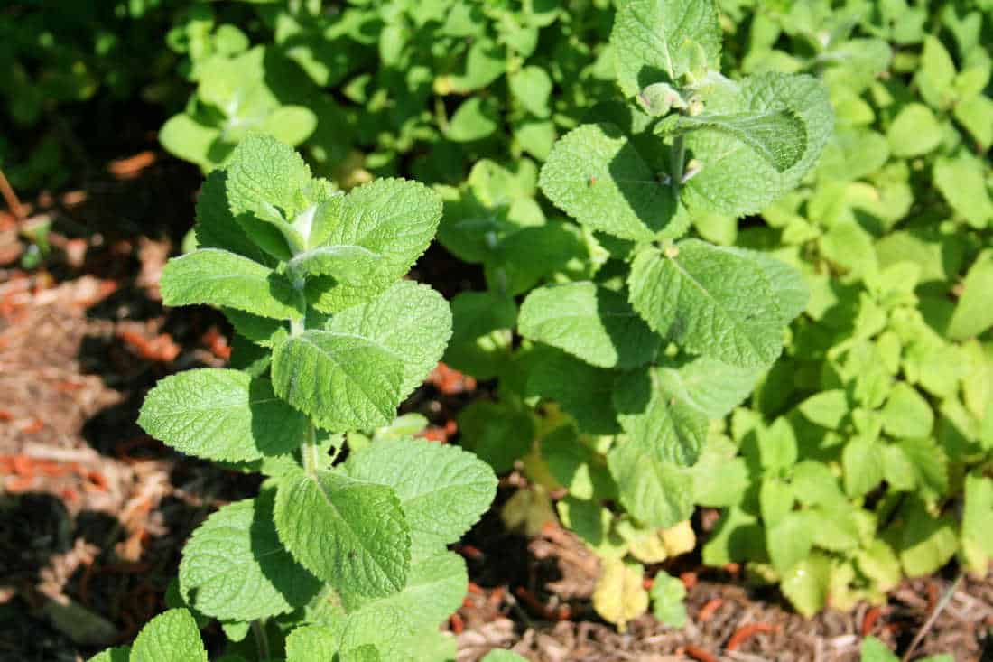 Why Apple Mint Will Be Your New Favorite Herb - Home Garden Joy Why Apple Mint Will Be Your New Favorite Herb - Home Garden Joy