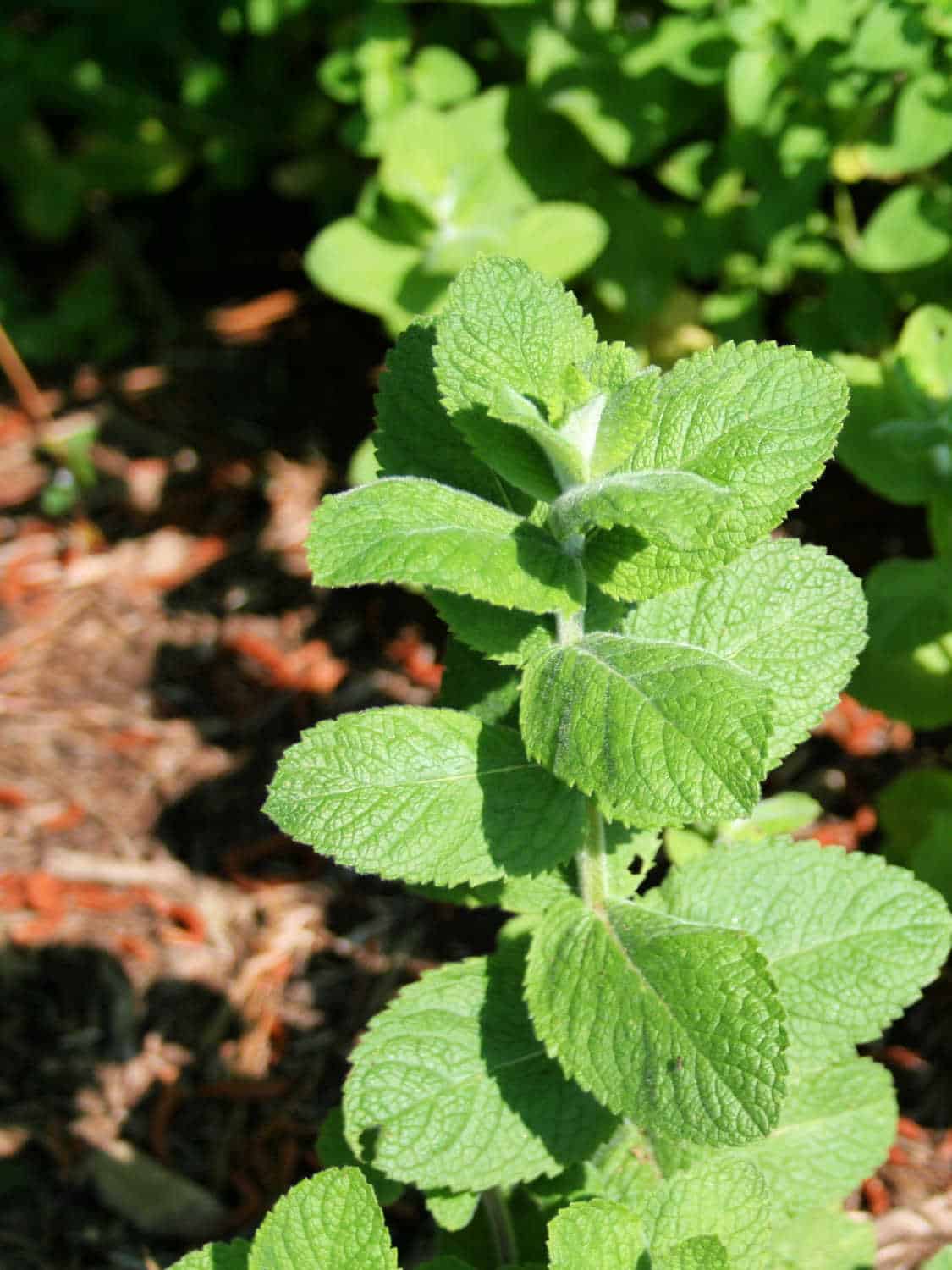Why Apple Mint Will Be Your New Favorite Herb - Home Garden Joy