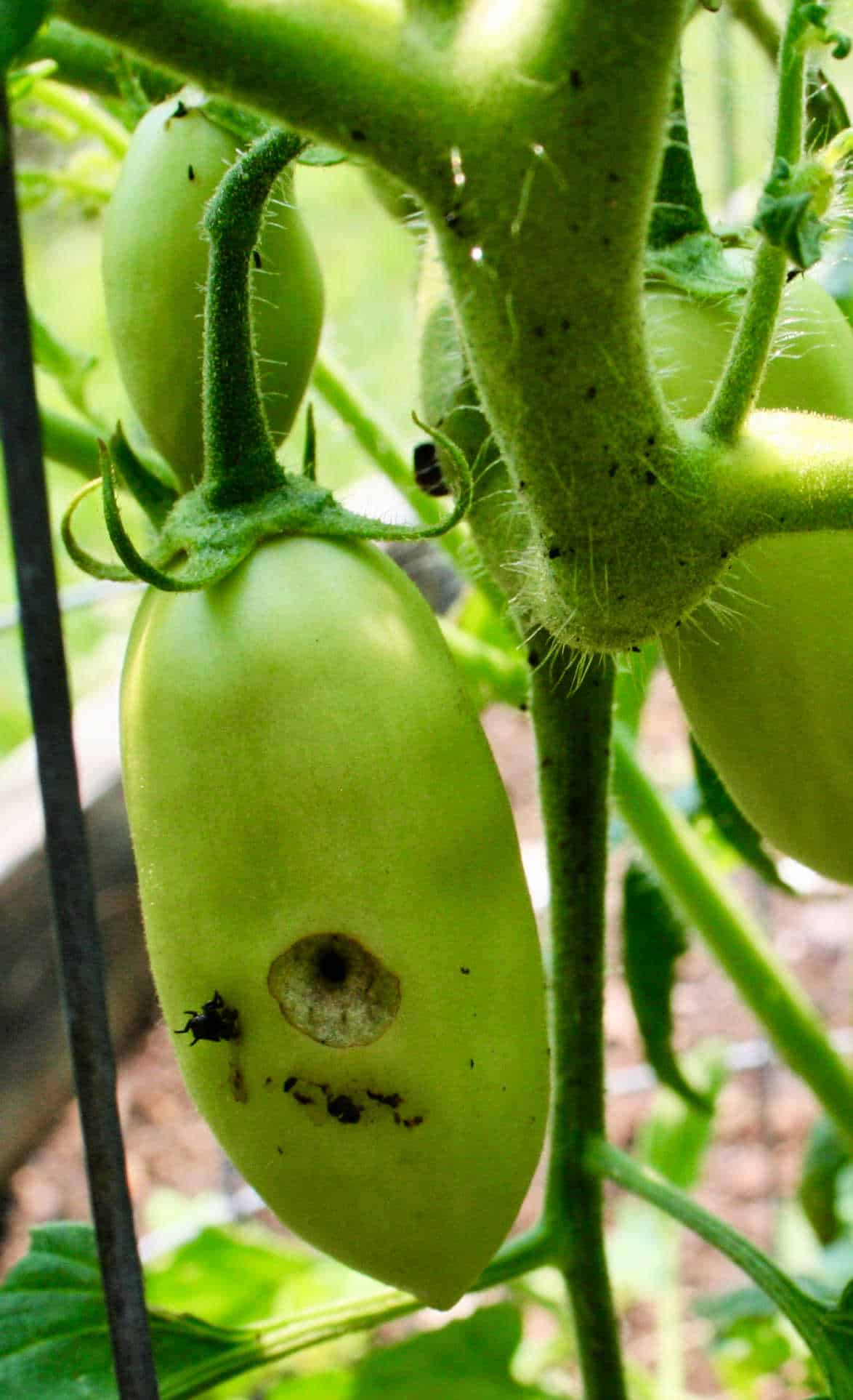 What Is the Tomato Fruitworm and How Can You Tell Tomatoes Have It Home Garden Joy