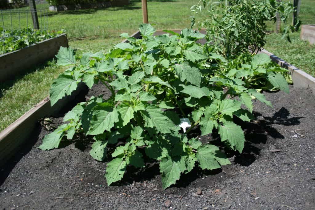 Growing Ground Cherries - Home Garden Joy