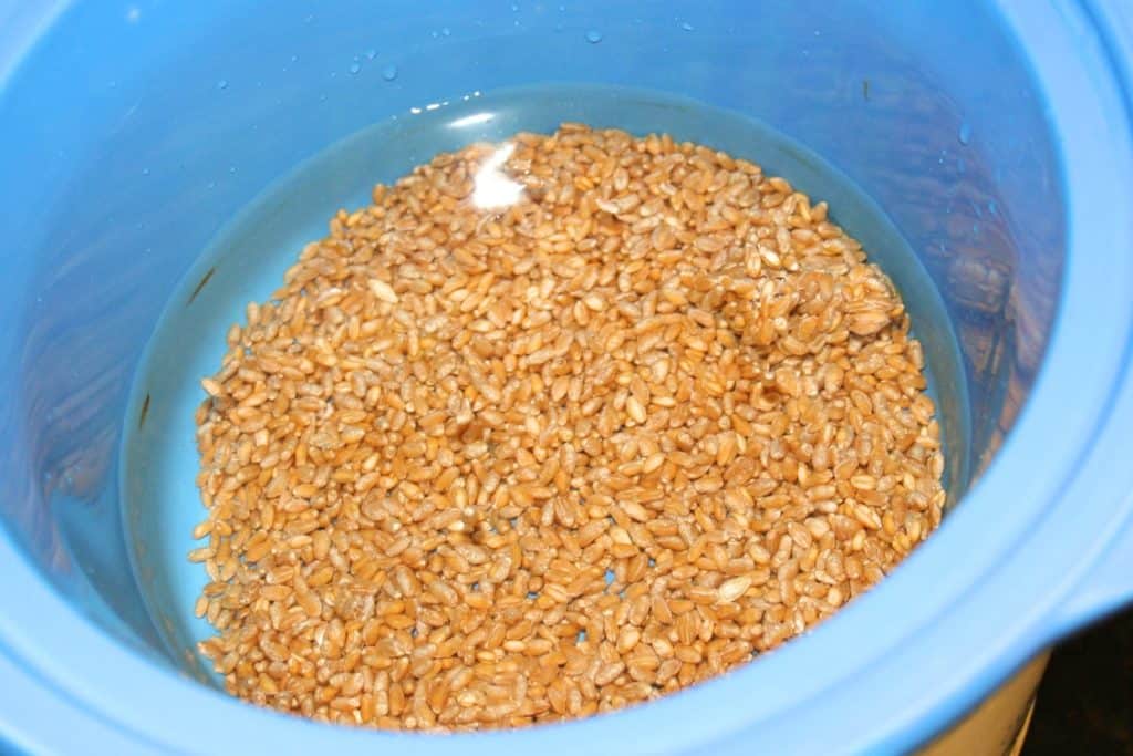 Cooking Wheat Berries - Home Garden Joy