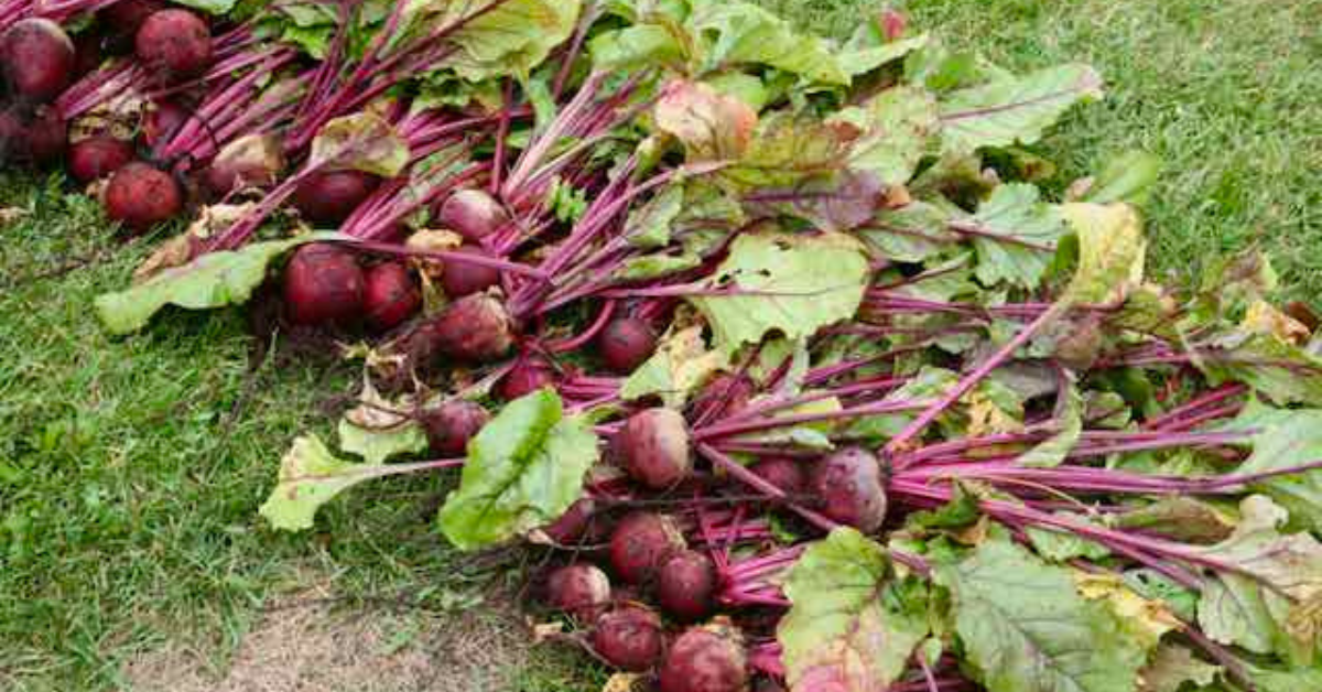 Beets Png Crown Van Gelder Introduces Paper Made From Dutch Sugar