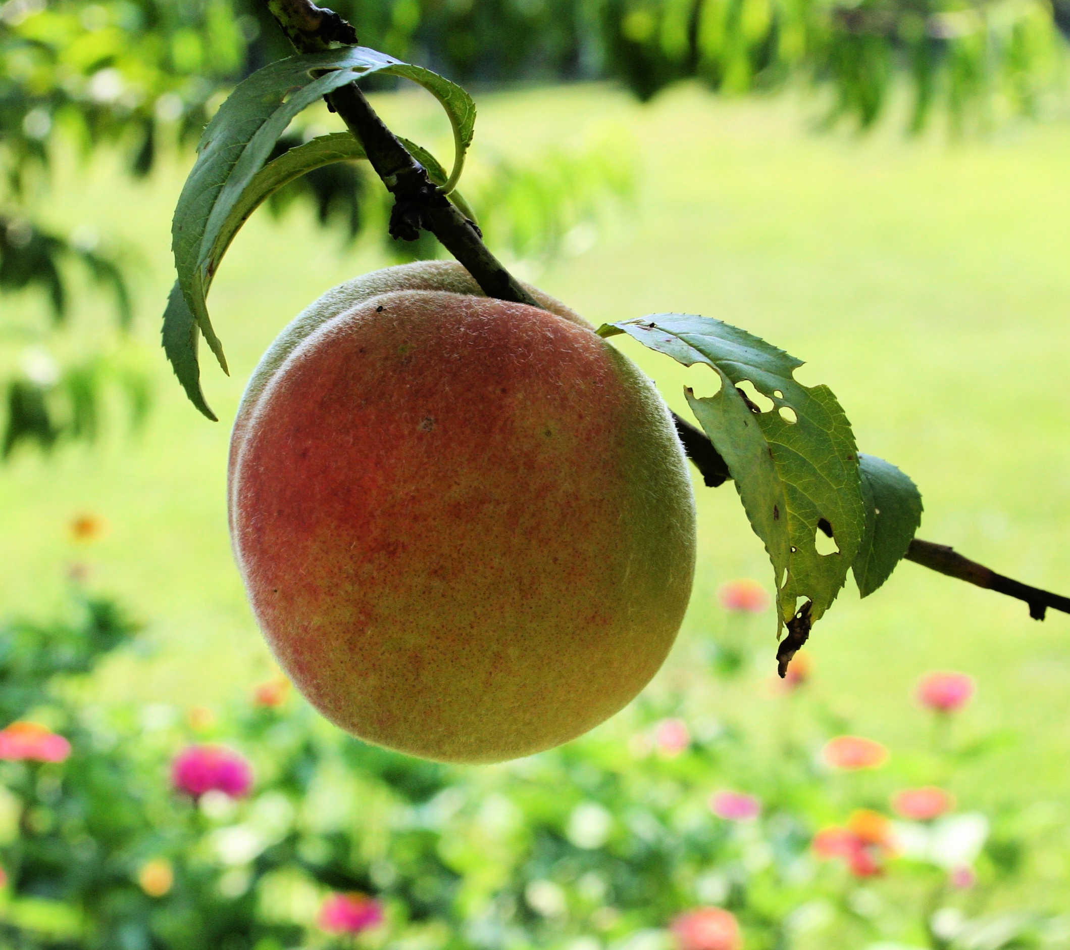 Propagating Peach Trees from Softwood Cuttings - Home Garden Joy