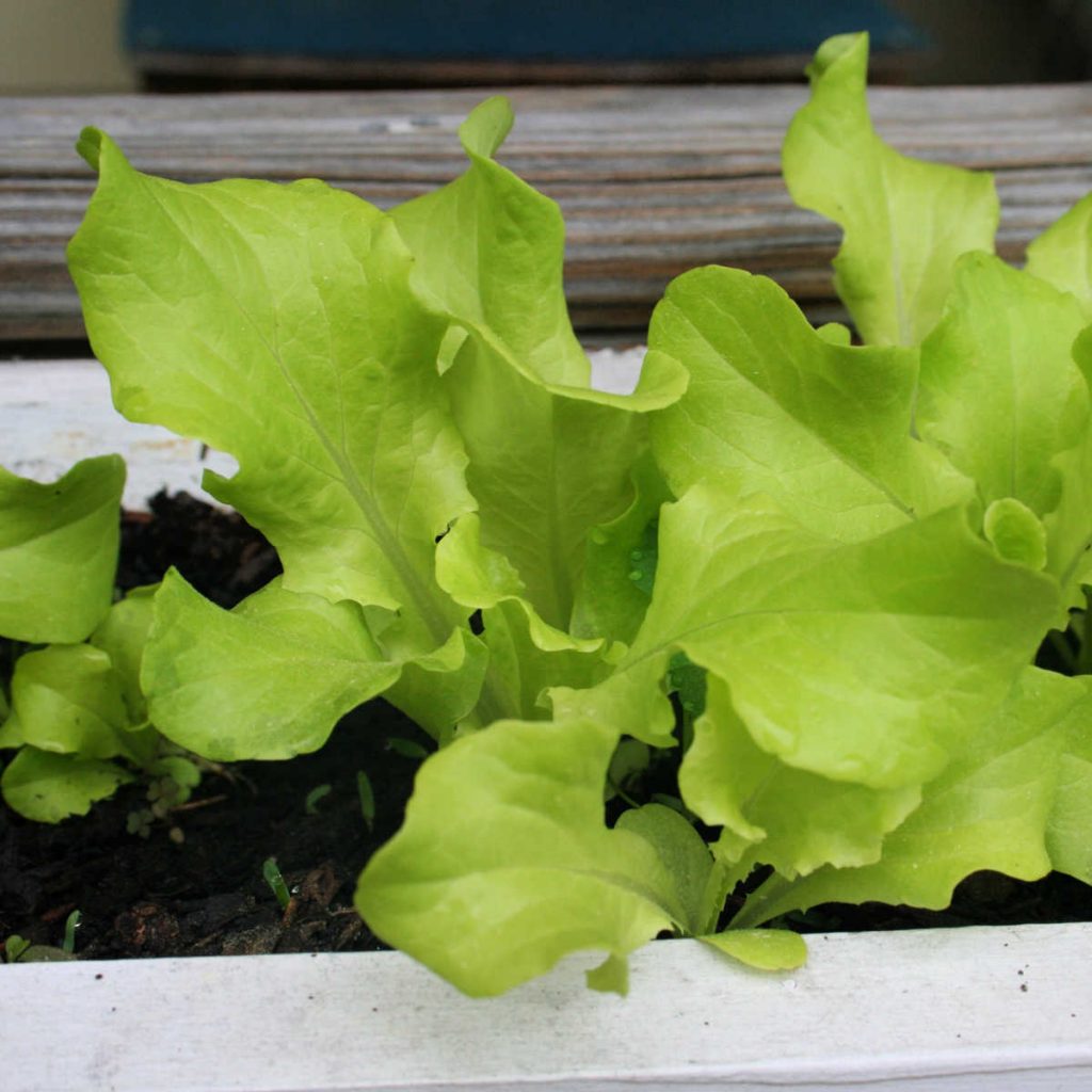 Home Garden Joy - Home Garden Joy