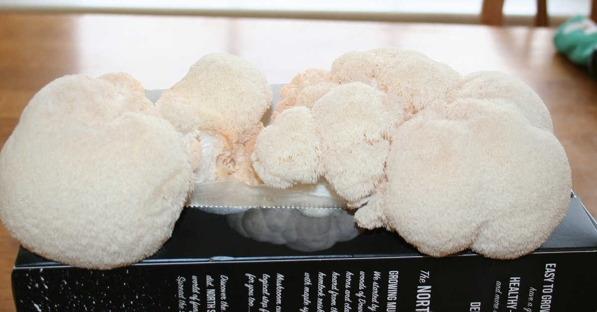 Review: North Spore Mushroom Growing Kit - Home Garden Joy