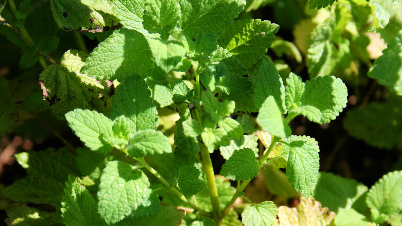 Plant Profile: Lemon Balm - Home Garden Joy