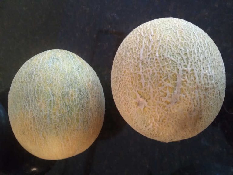 How to Tell When Cantaloupe Is Ripe - Home Garden Joy
