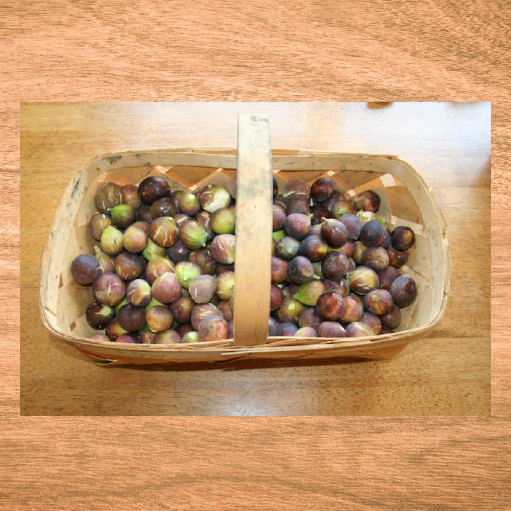 Growing Fig Trees in Virginia - Home Garden Joy