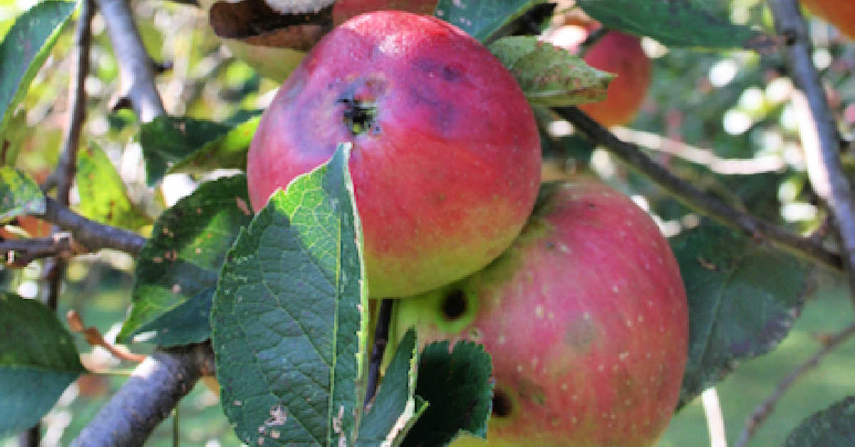 Jonathan Apples: What Are They and How to Grow Them - Home Garden Joy
