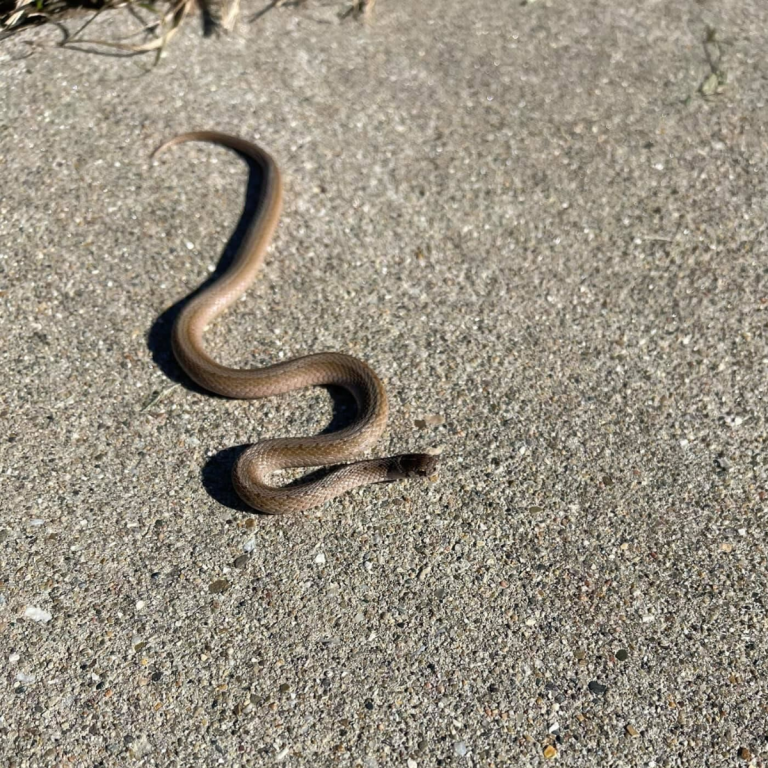 Embracing Snakes in the Garden: A Natural Encounter - Home Garden Joy