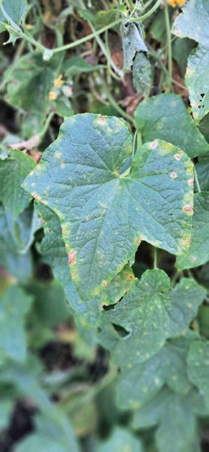 Anthracnose: Causes and Prevention for Gardens - Home Garden Joy